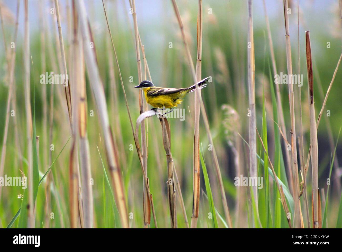 Yellow wagtail flying hi-res stock photography and images - Alamy