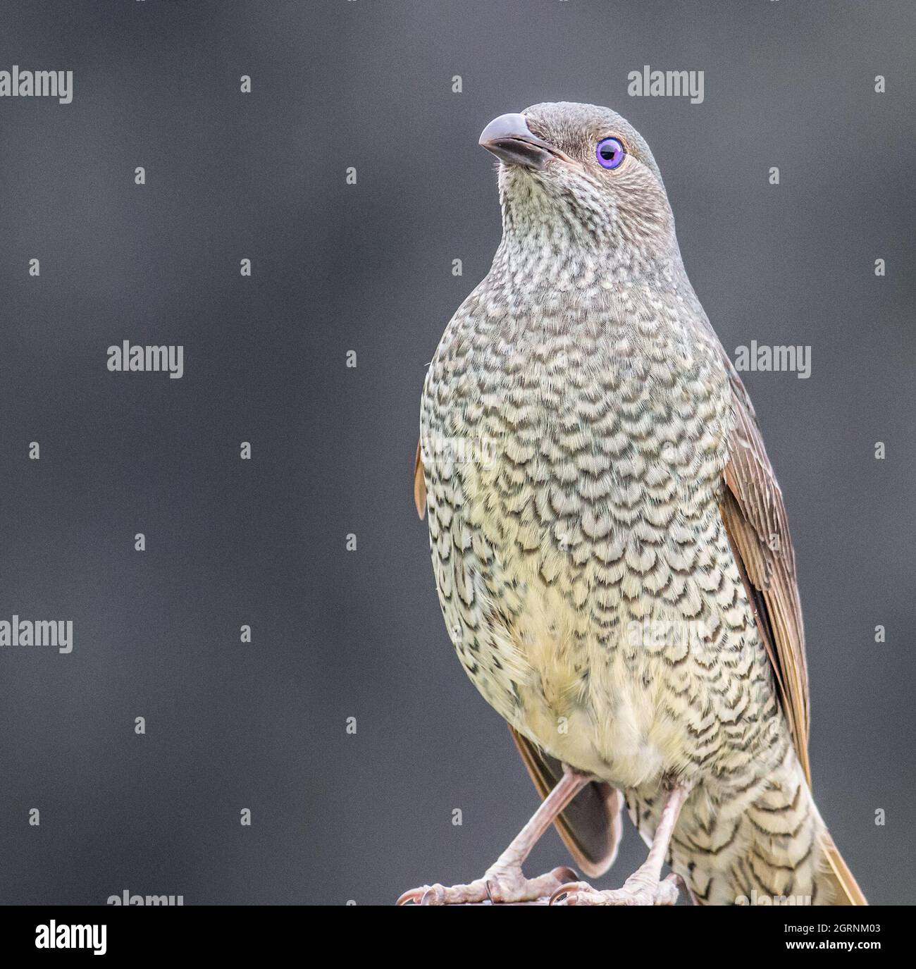 Female Satin Bowerbird High Resolution Stock Photography and Images - Alamy