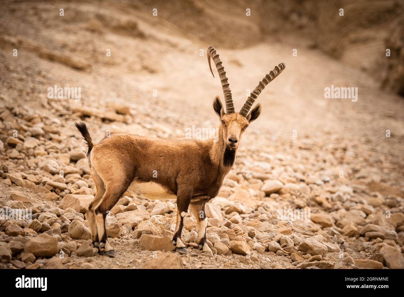 A mountain goat on the slopes of a mountain in the Israeli desert Stock ...
