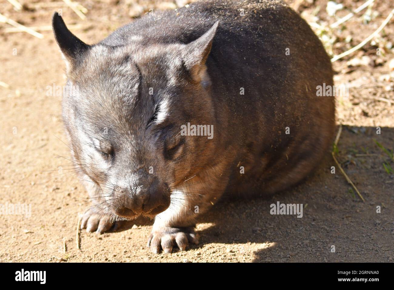 Close up of a wombat hi-res stock photography and images - Alamy