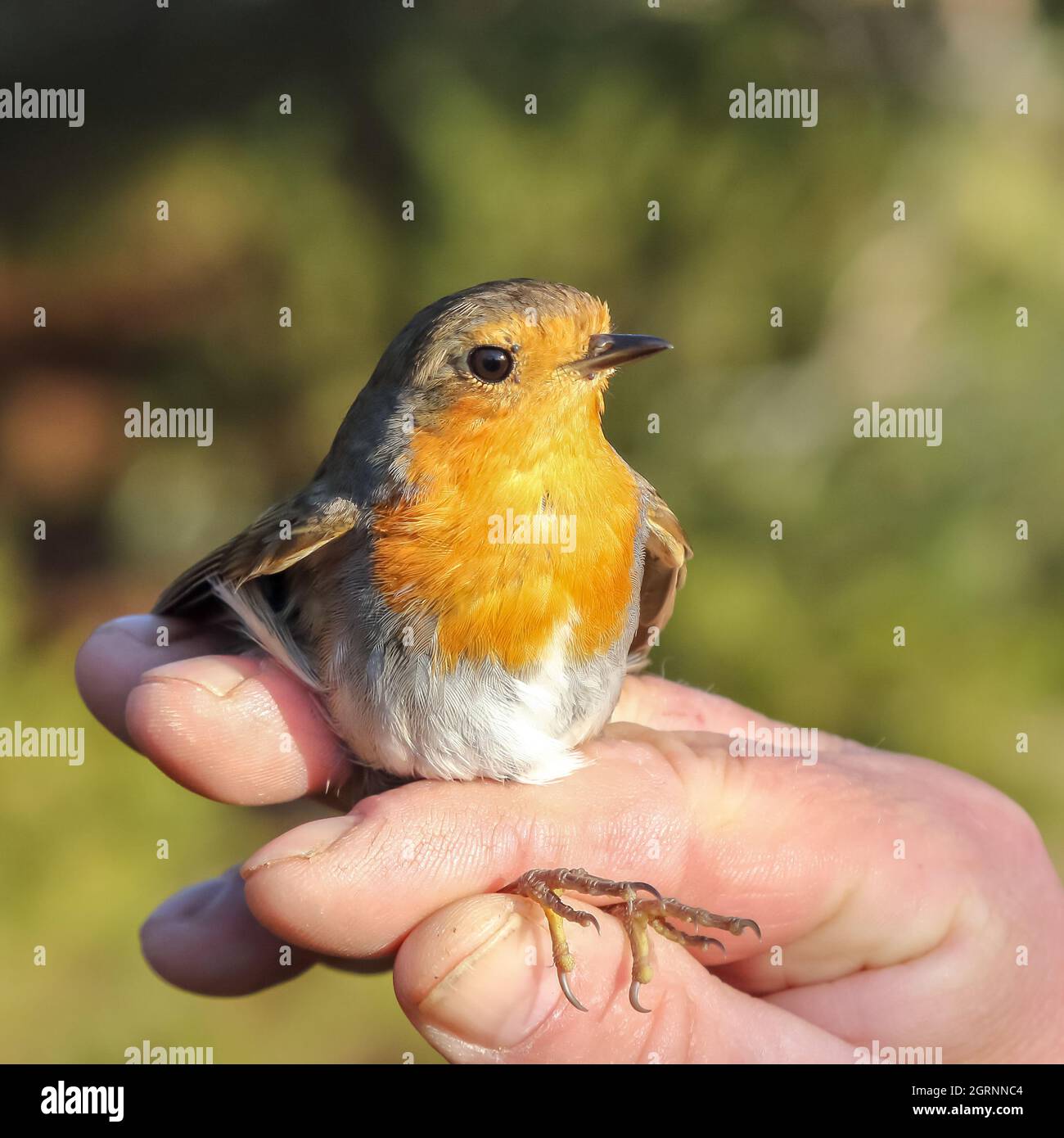 Robin study hi-res stock photography and images - Alamy
