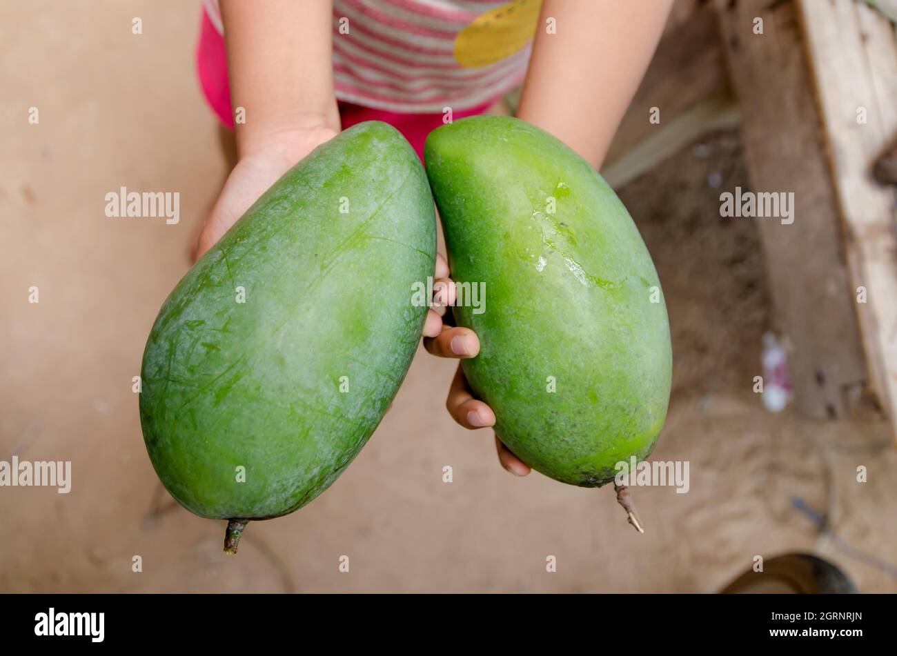 Human hand mangoes mango fruit hi-res stock photography and images - Alamy