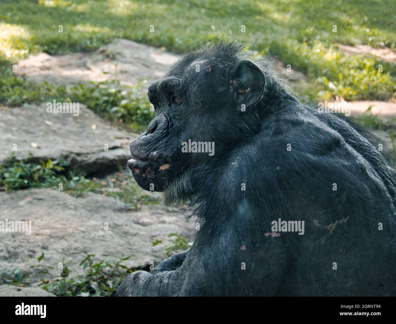 Monkey in Kansas City Zoo Stock Photo - Alamy