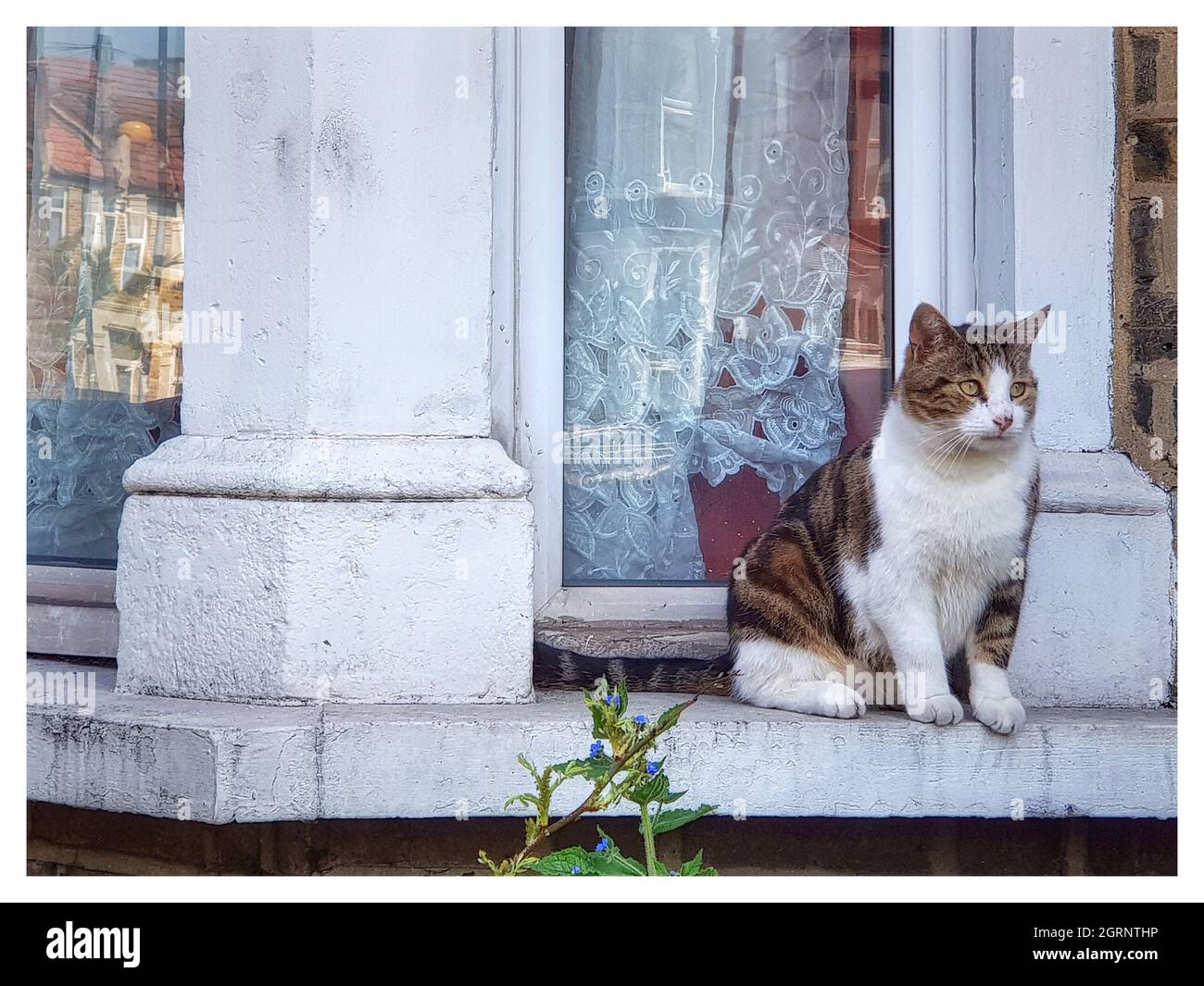 Cat sitting window Cut Out Stock Images & Pictures - Alamy