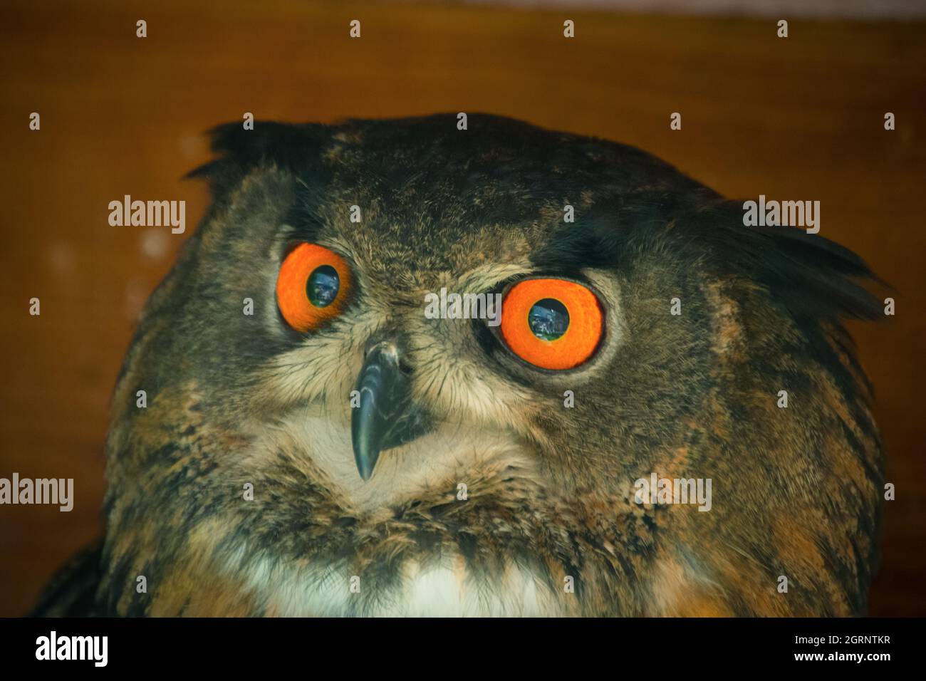 Eule augen hi-res stock photography and images - Alamy