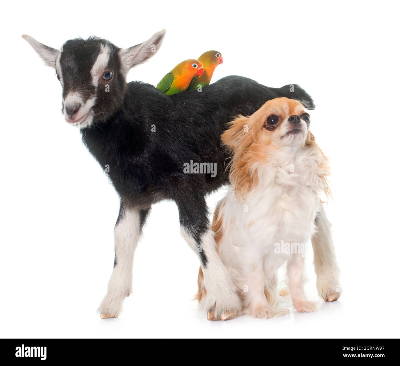Black against white goat hi-res stock photography and images - Alamy