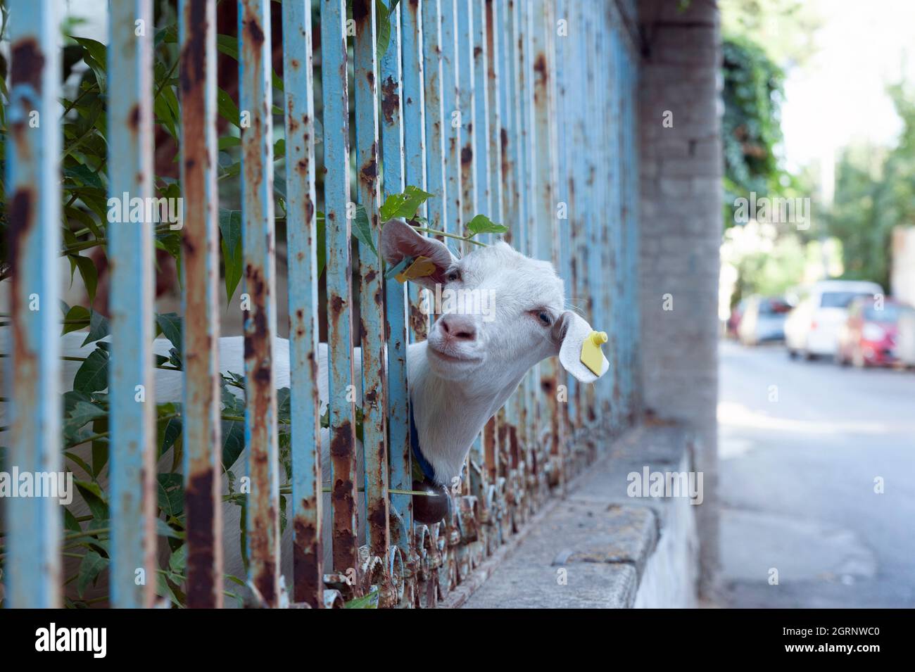 Goat, stubborn person, kid, yeanling, billy goat, he-goat Stock Photo ...