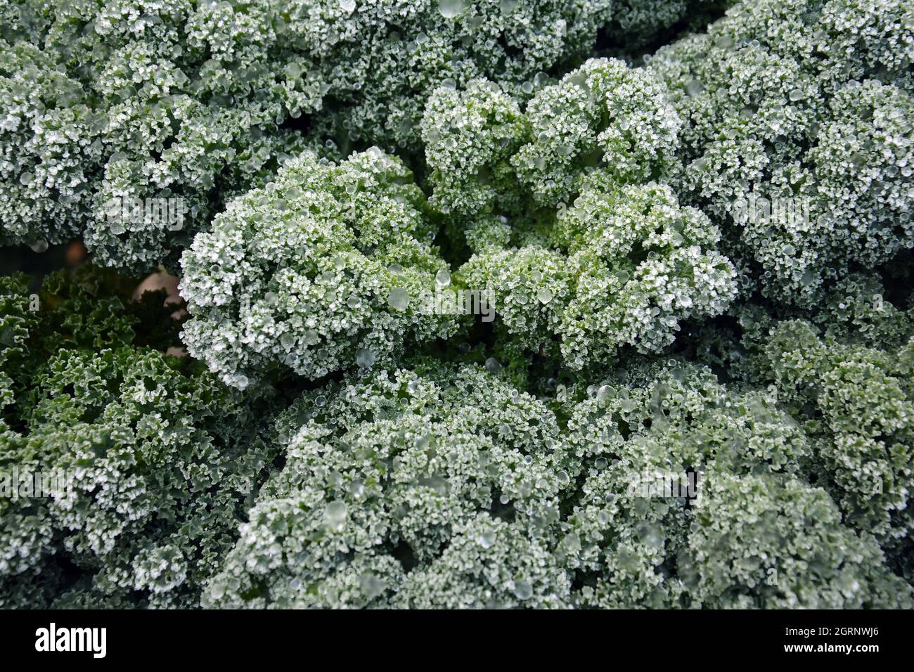 Macro shot of green Frozen kale as a beautiful background Stock Photo ...