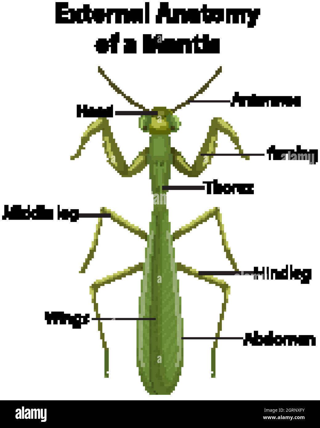 External Anatomy of a Mantis on white background Stock Vector Image ...
