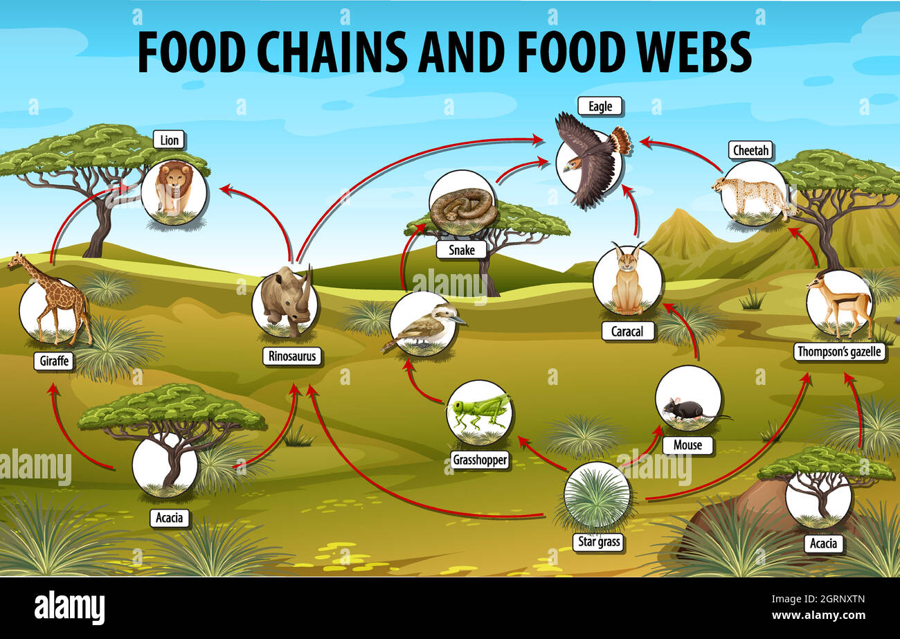 Education poster of biology for food chains diagram Stock Vector Image ...