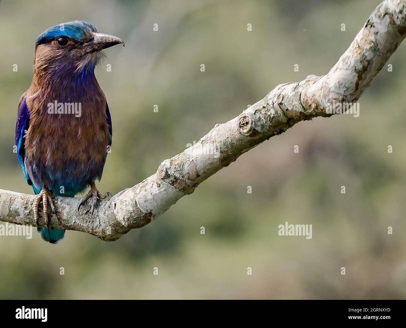 Kaziranga national park indian roller hi-res stock photography and ...