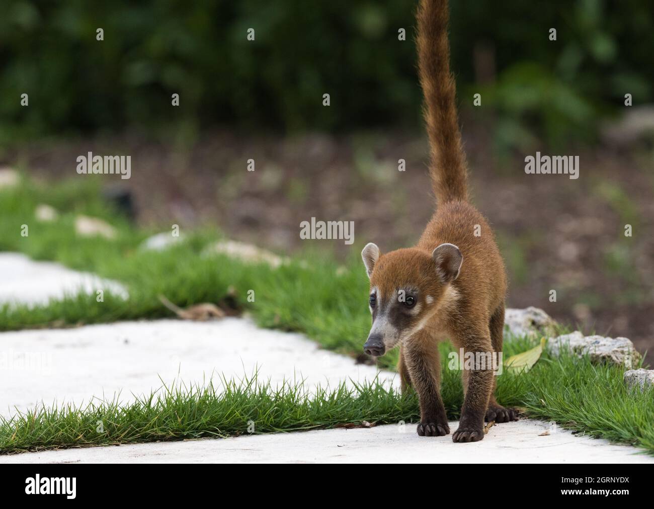 Lone coati hi-res stock photography and images - Alamy