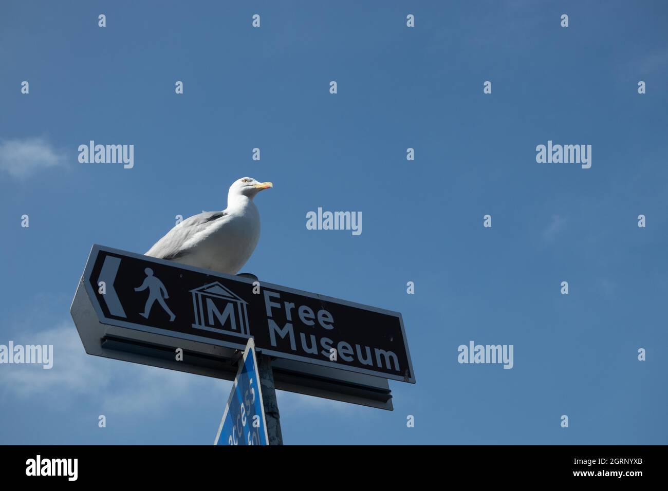 Large seagull sitting on top of brown information signpost free museum ...