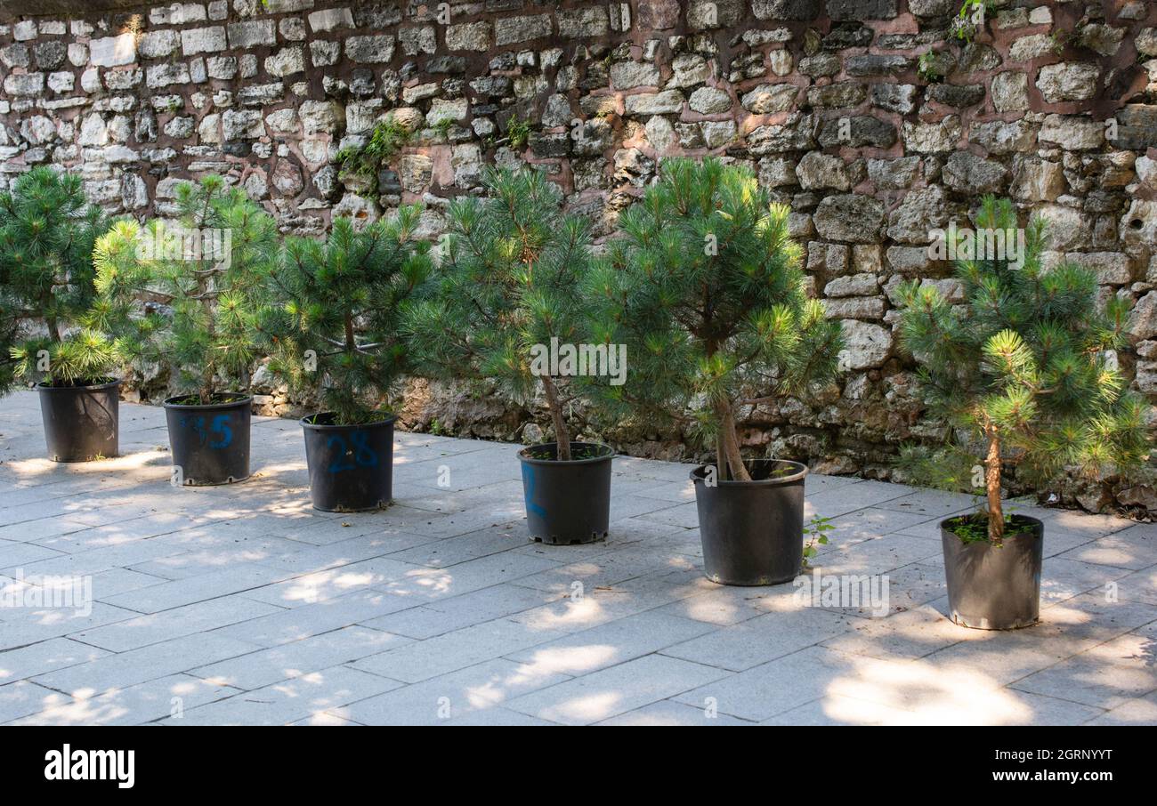 Closeup of young pine trees planted in the yard Stock Photo - Alamy