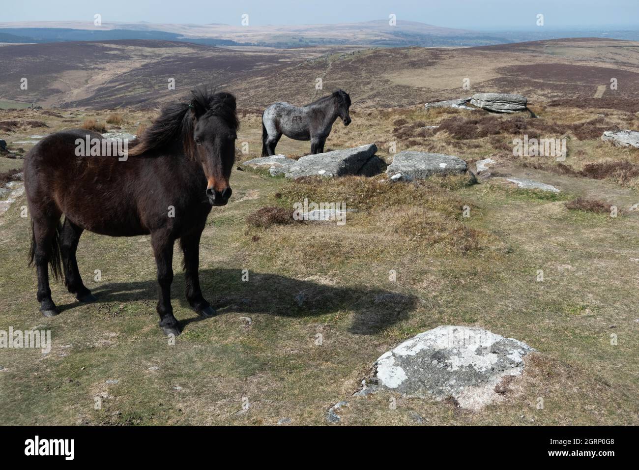 Native ponies on Dartmoor Devon England. The Dartmoor pony is a ...