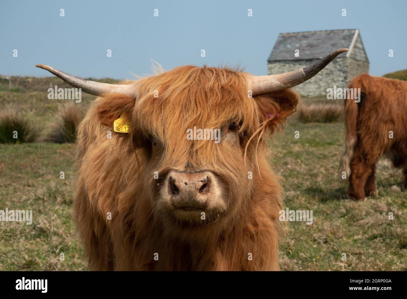 Close up head of a Highland Cattle with horns and long, wavy, woolly ...