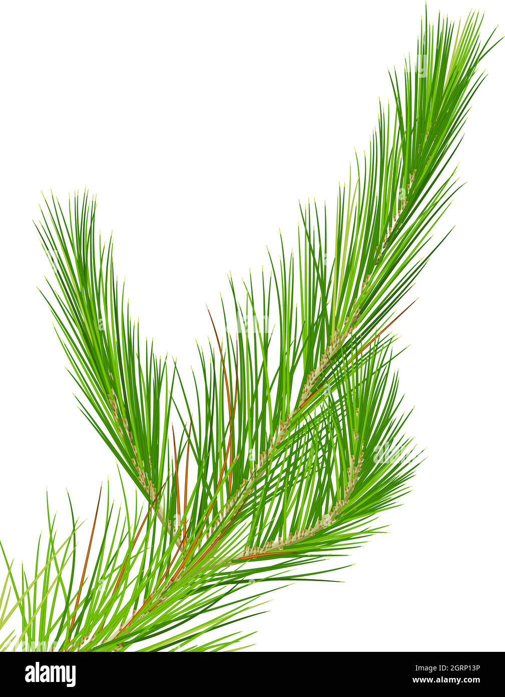 Leaves pine tree on Stock Vector Images - Alamy
