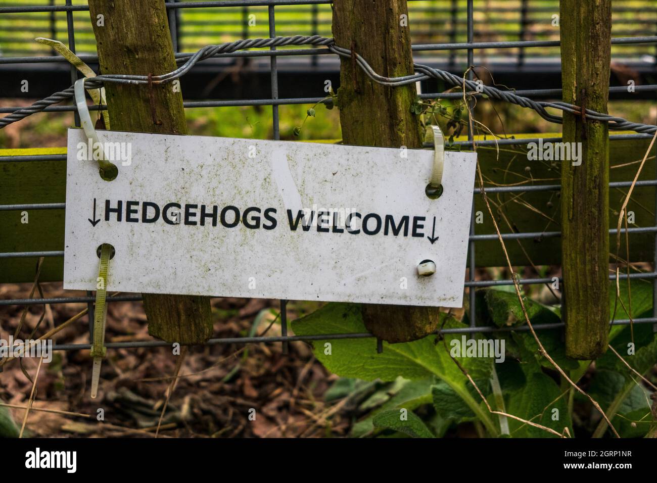 Hedgehog gap fence hi-res stock photography and images - Alamy