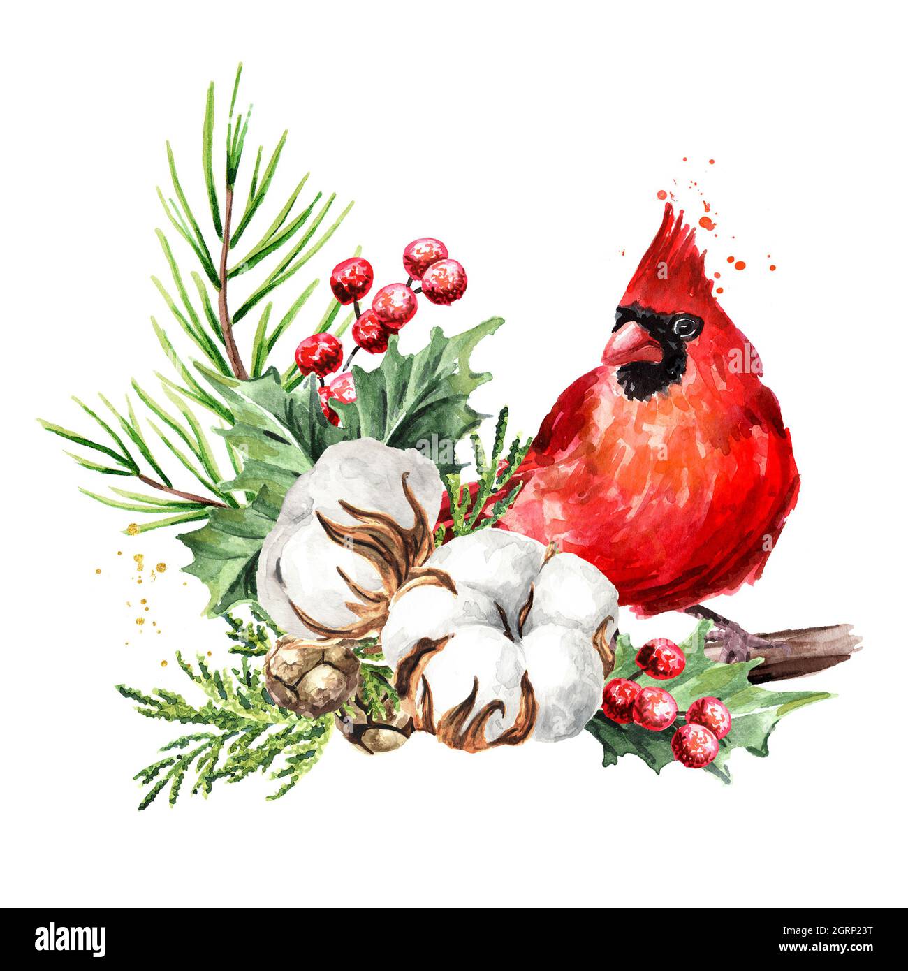 Red bird Cardinal with Winter bouquet. Hand drawn watercolor ...