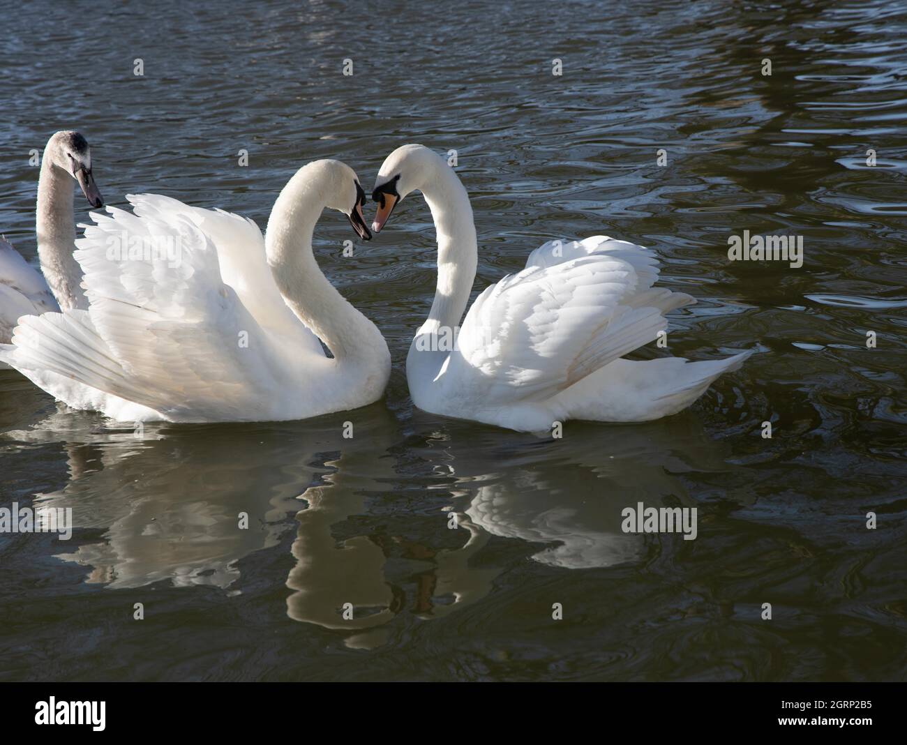Two swans forming a heart shape with the necks and beaks with third ...