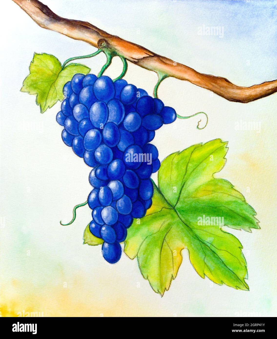 Wine grape and leaf. Hand painted illustration Stock Photo - Alamy