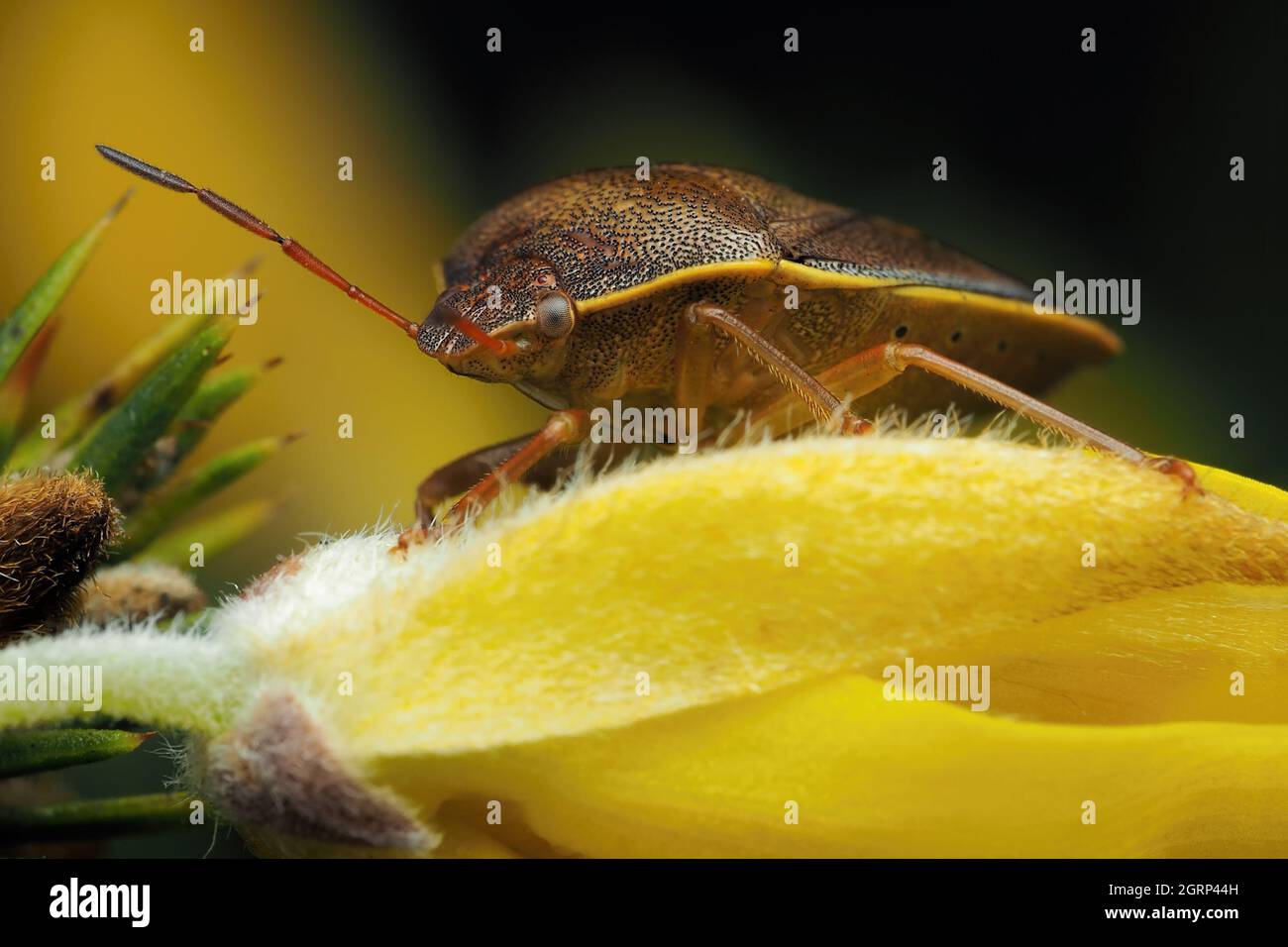 Gorse Shieldbug (Piezodorus lituratus) perched on Gorse flower ...