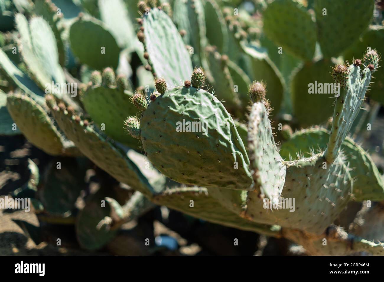 Bright sunlight on Mexican nopal plant with blurry background Stock ...