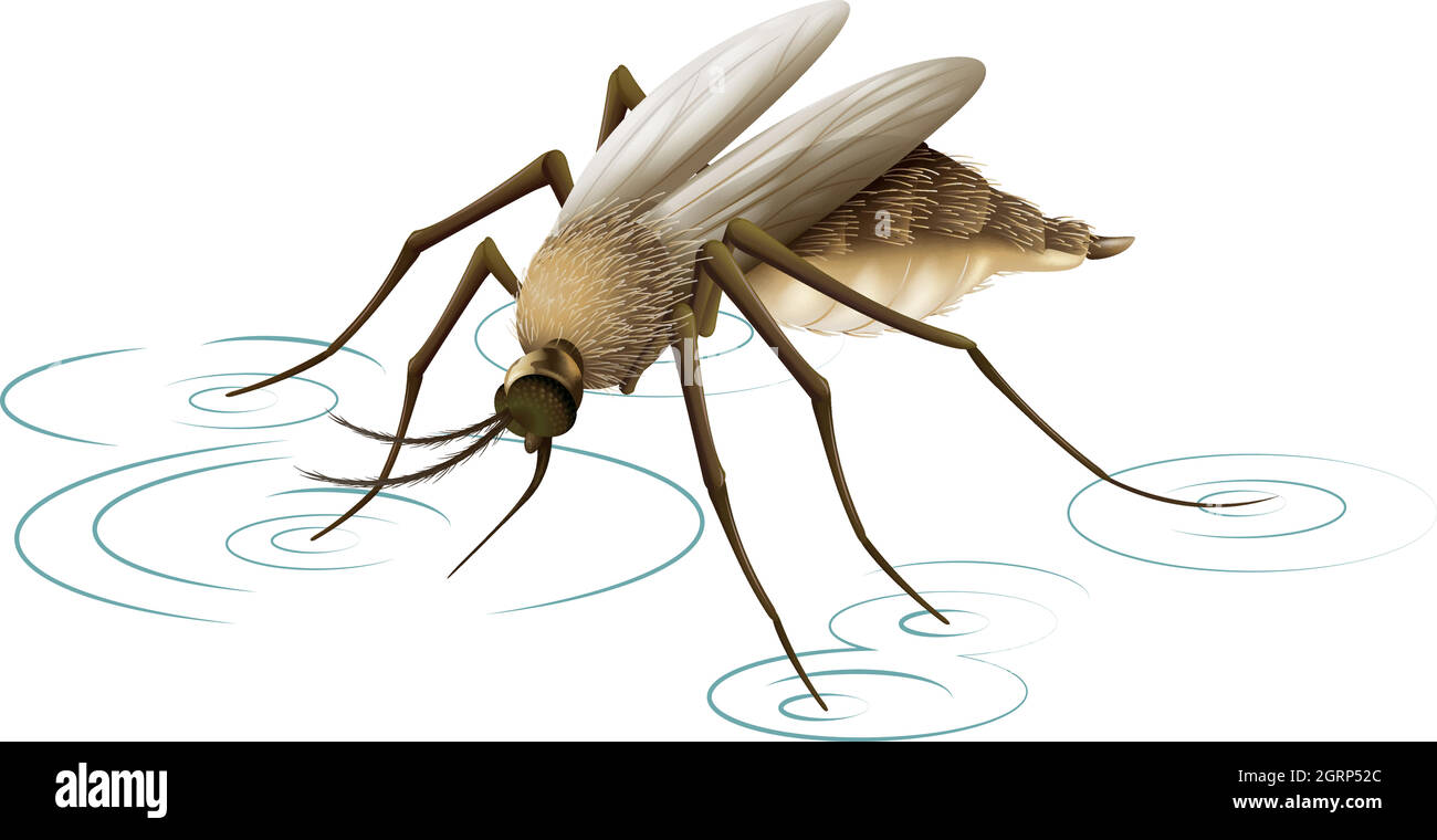 Diptera larva prey Stock Vector Images - Alamy