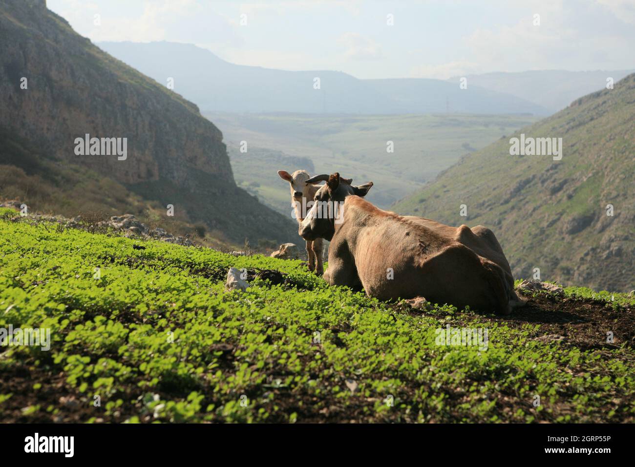 Israeli cattle hi-res stock photography and images - Alamy