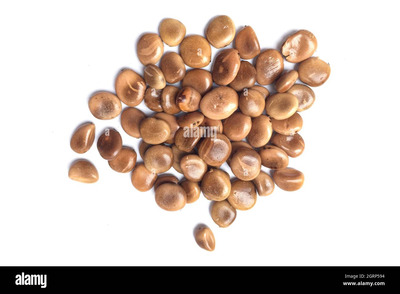 Tamarind plant hi-res stock photography and images - Alamy