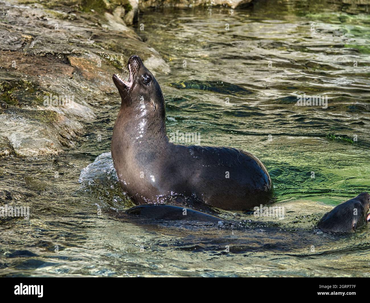 seals playing at the berlin zoo. it is fantastic to watch the animals ...