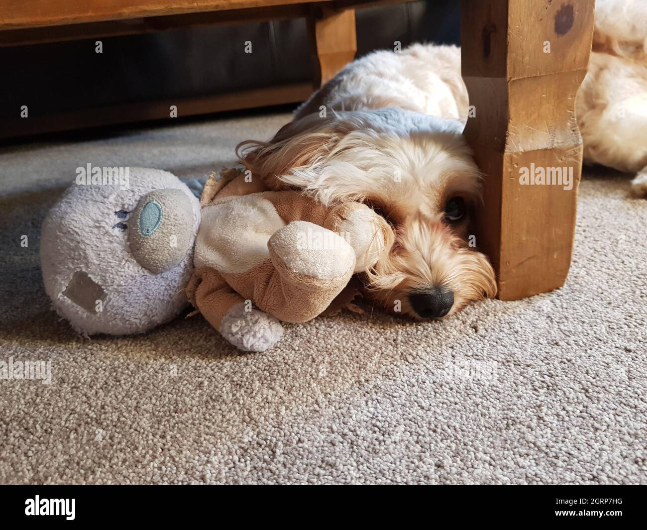 Puppy under the table hi-res stock photography and images - Alamy
