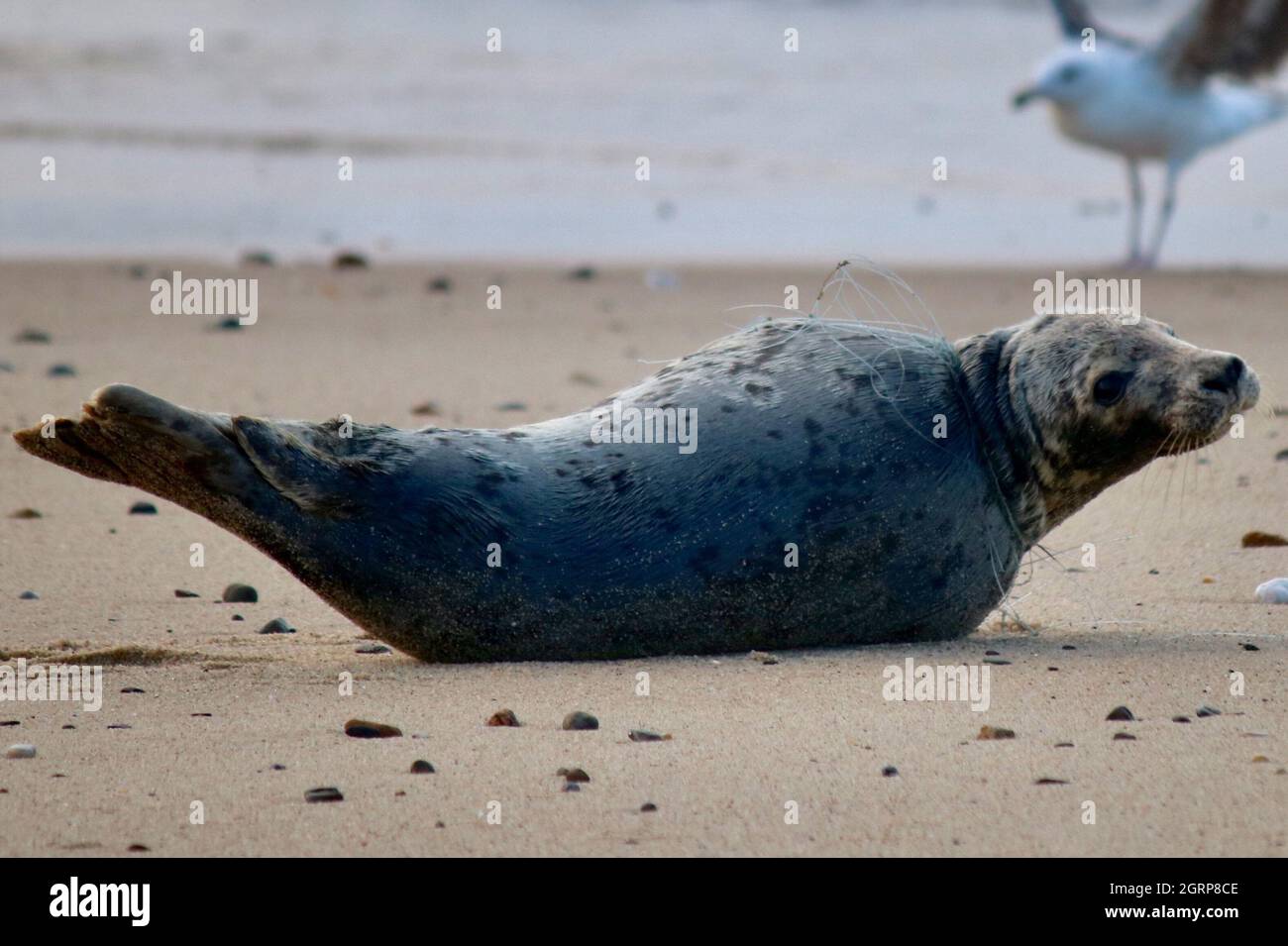 Cape cod seal hi-res stock photography and images - Alamy