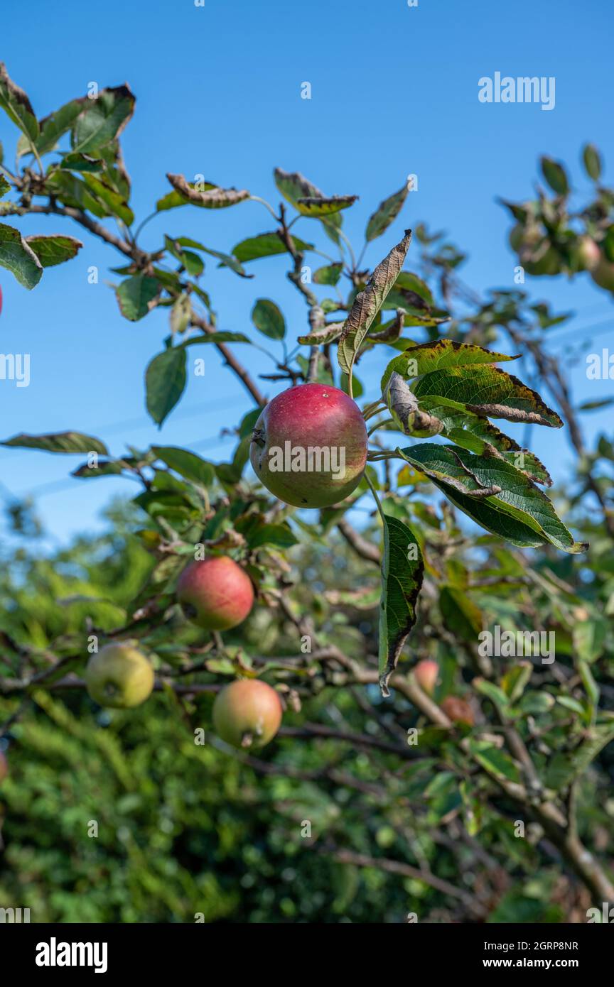 Decaying apples on a tree in autumn in an English country garden Stock ...