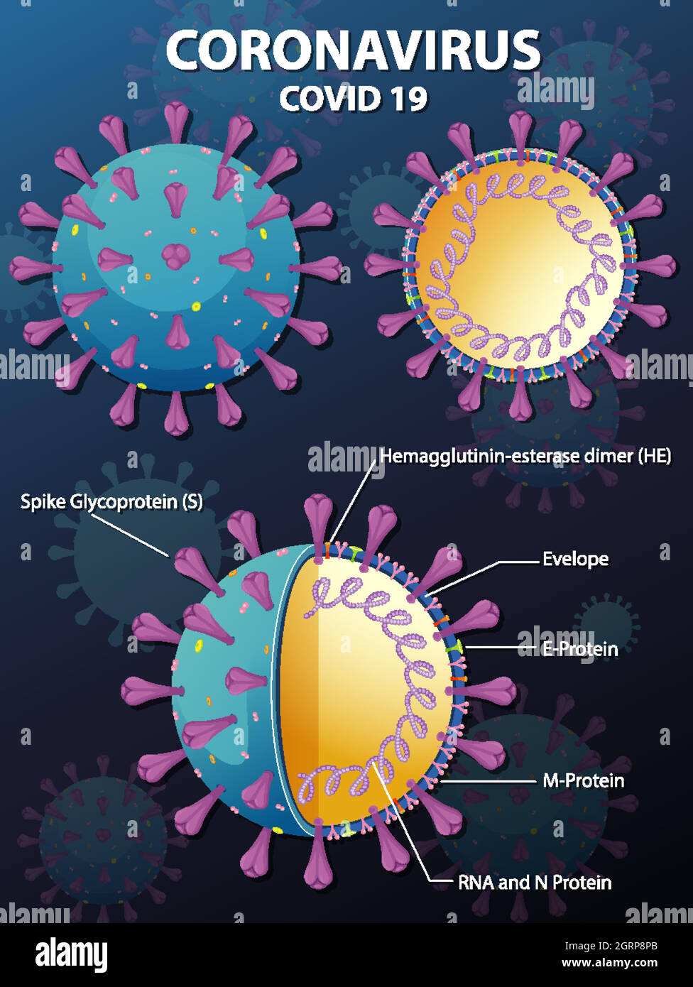 Diagram of Corona virus particle structure Stock Vector Image & Art - Alamy