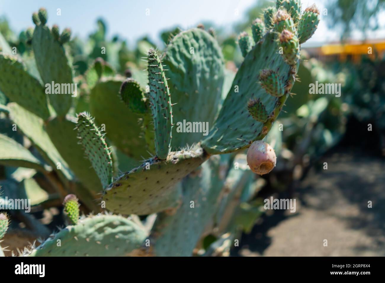Bright sunlight on Mexican nopal plantation with blurry background ...