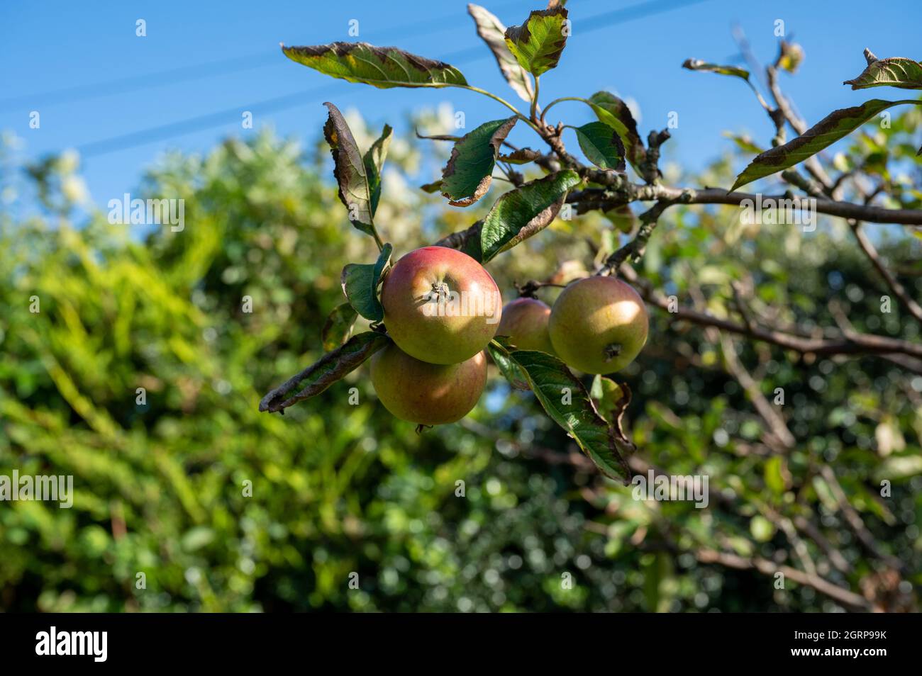 Decaying apples on a tree in autumn in an English country garden Stock ...