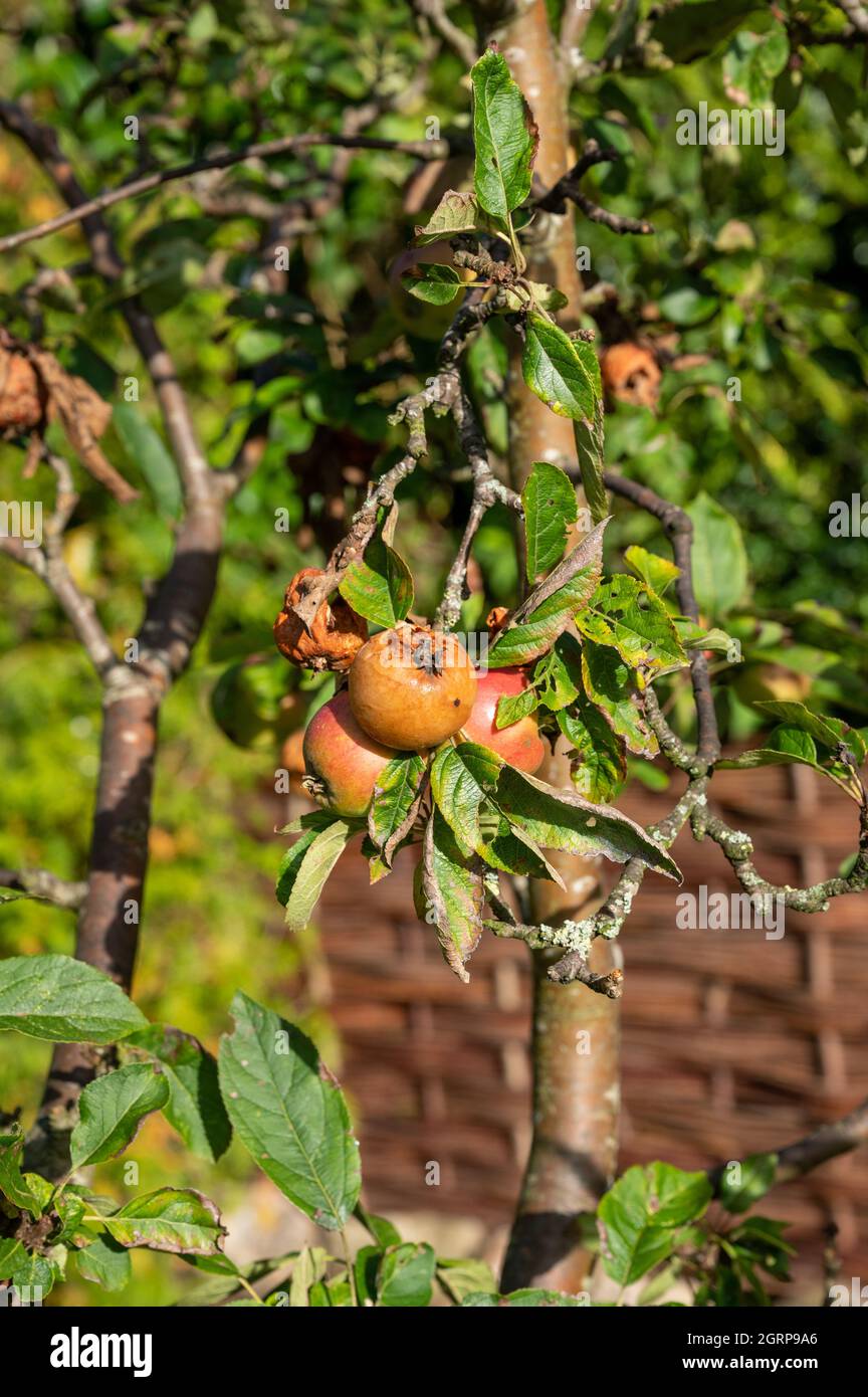 Decaying apples on a tree in autumn in an English country garden Stock ...