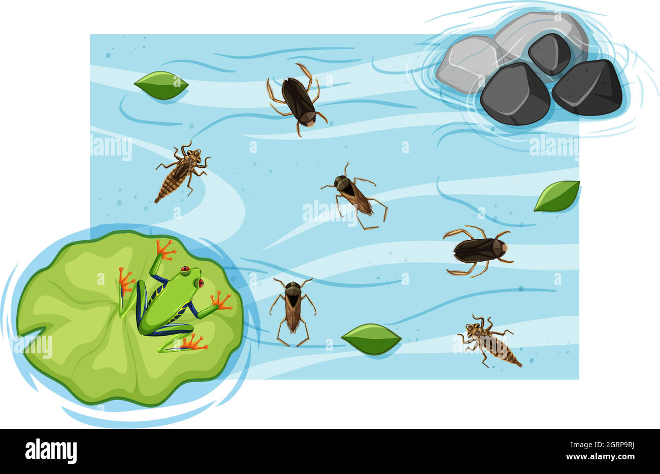 Top view of aquatic insects in the pond Stock Vector Image & Art - Alamy