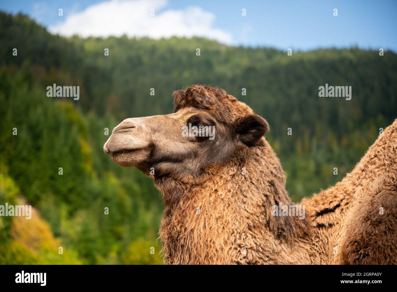 Brown camel portrait on green forest background. Animal photography ...