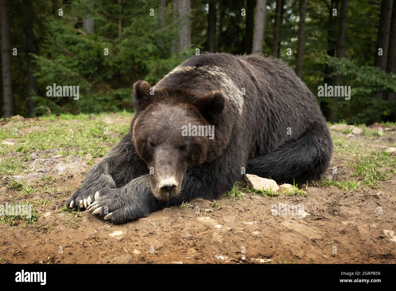 Sleeping fauna hi-res stock photography and images - Alamy