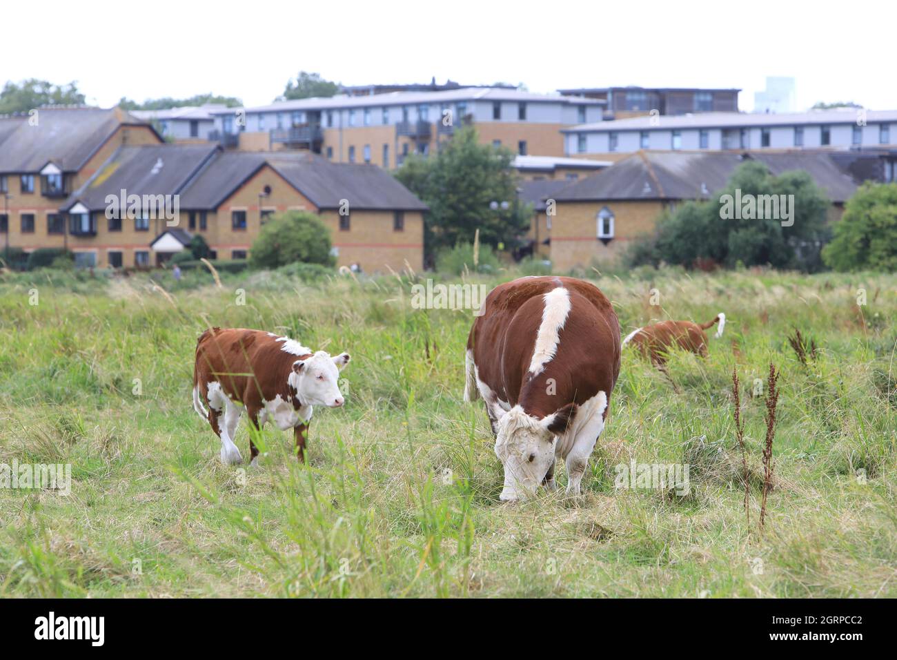 Cattle grazing on Hackney Marshes in Stoke Newington, in NE London, UK ...