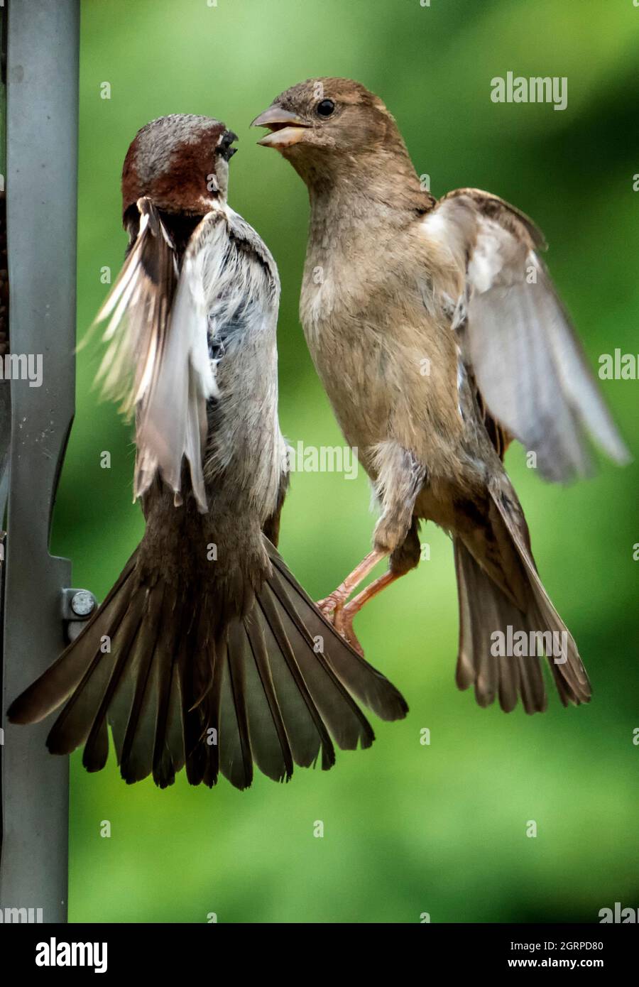 Angry sparrow hi-res stock photography and images - Alamy