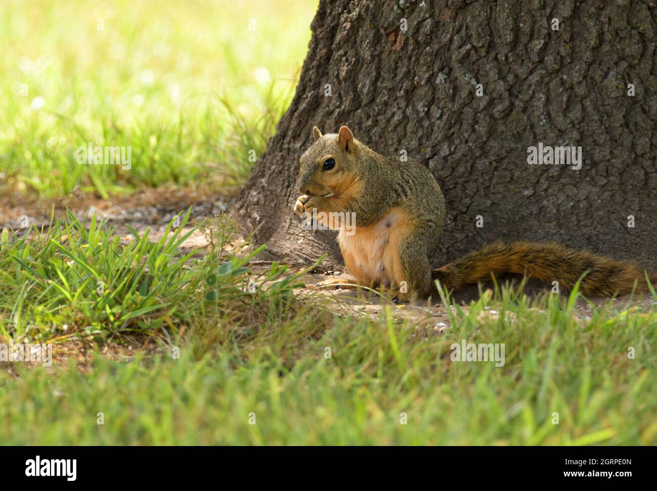Fox squirrel sitting in the shade of a tree on the ground, eating ...