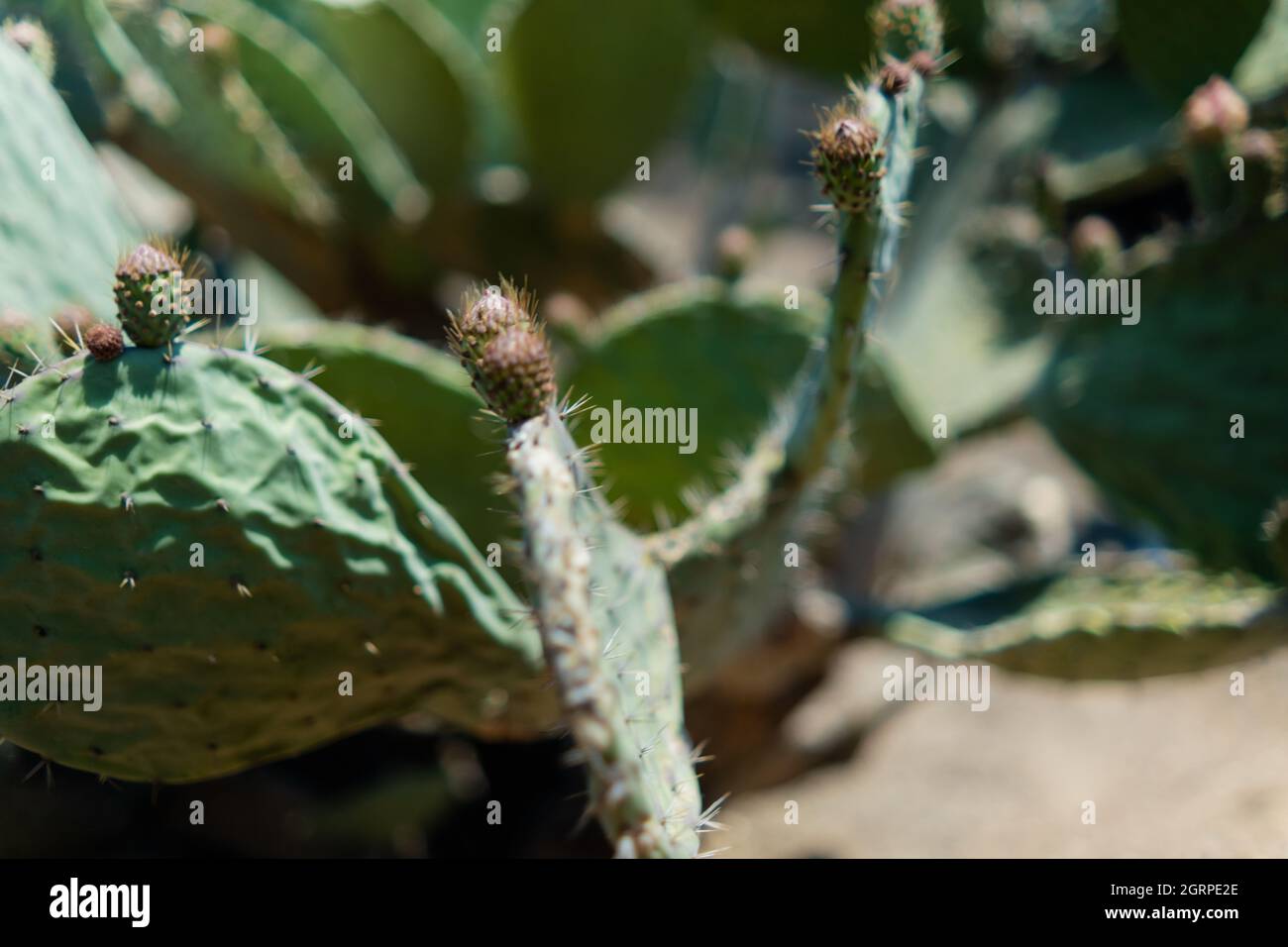Bright sunlight on Mexican nopal plant with blurry background Stock ...