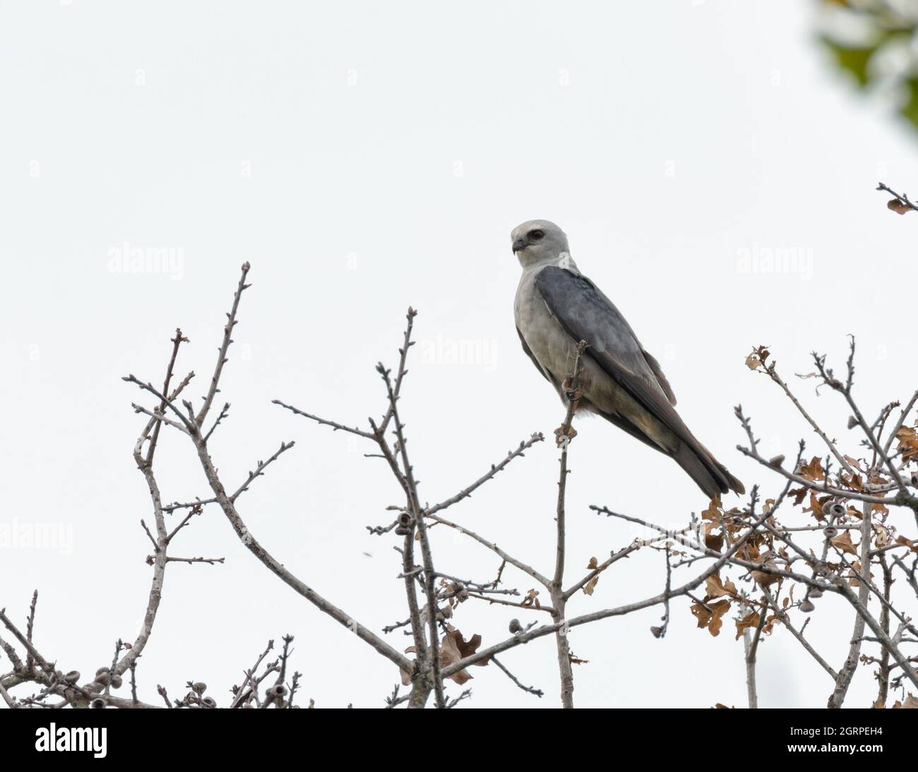 Mississippi Kite sitting on the top of an oak tree, observing his ...