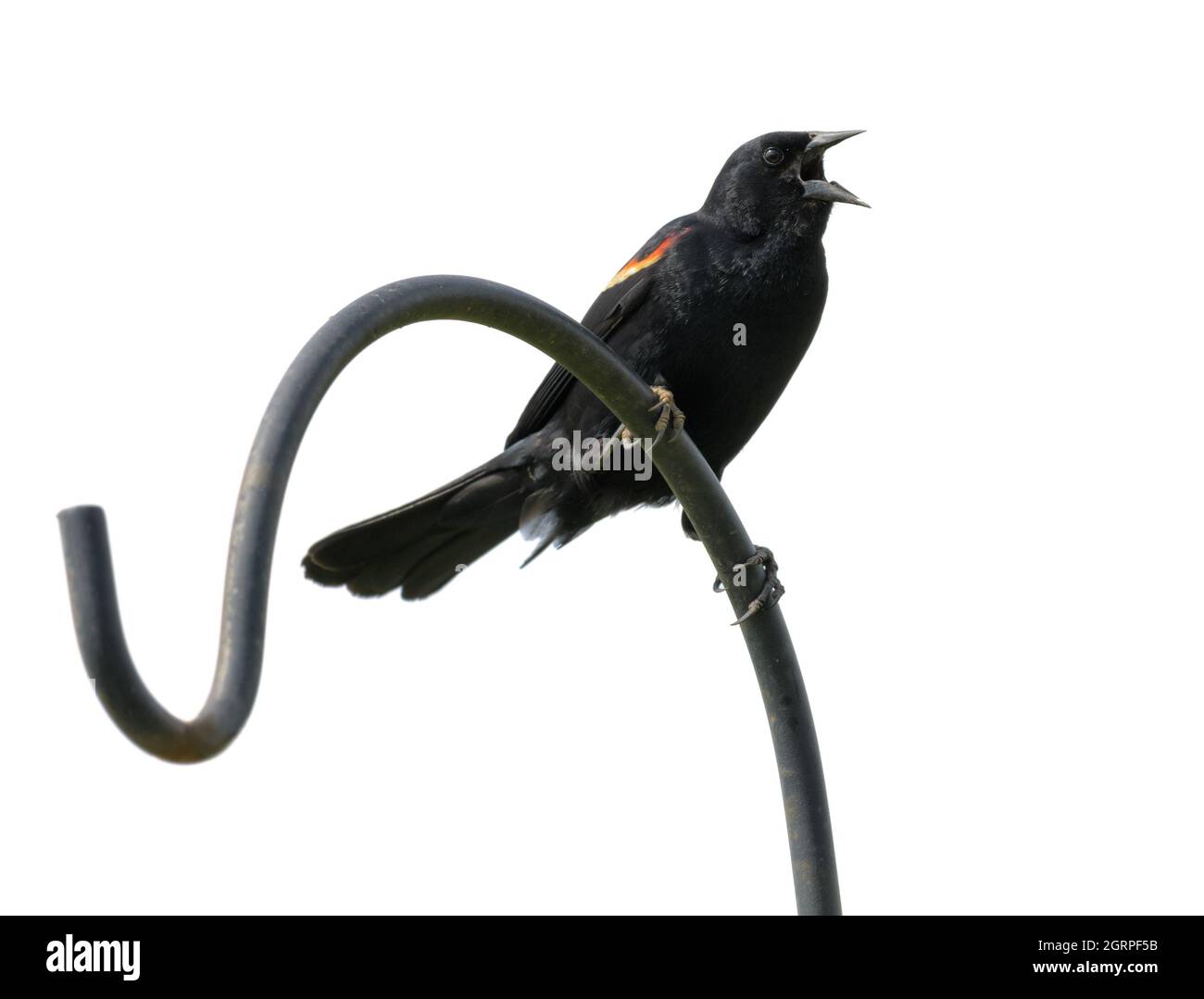 Red wing blackbird Cut Out Stock Images & Pictures - Alamy