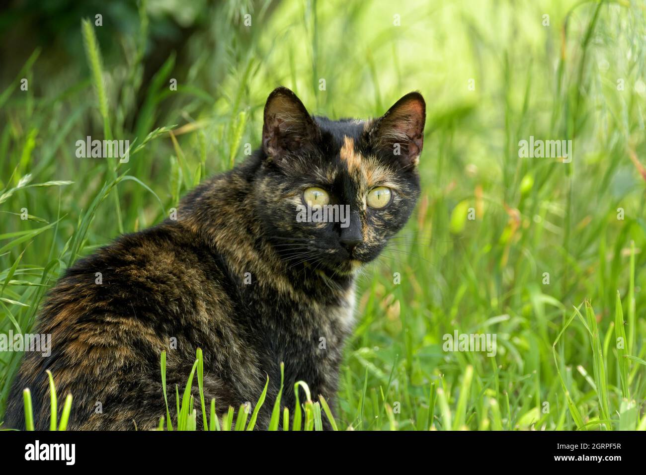 Tortoiseshell Cat With Green Eyes Outside