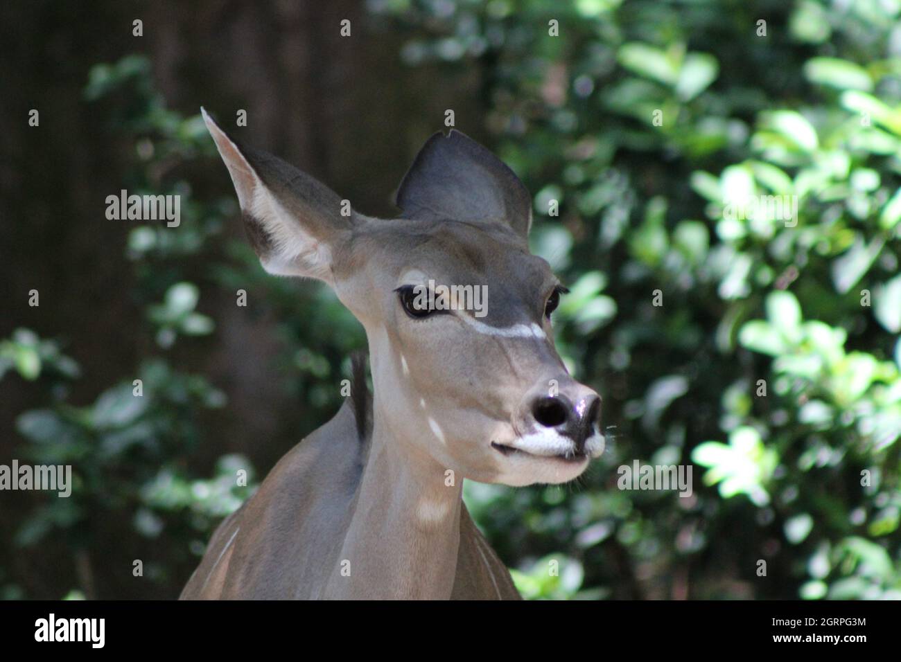 Kudu head and neck hi-res stock photography and images - Alamy