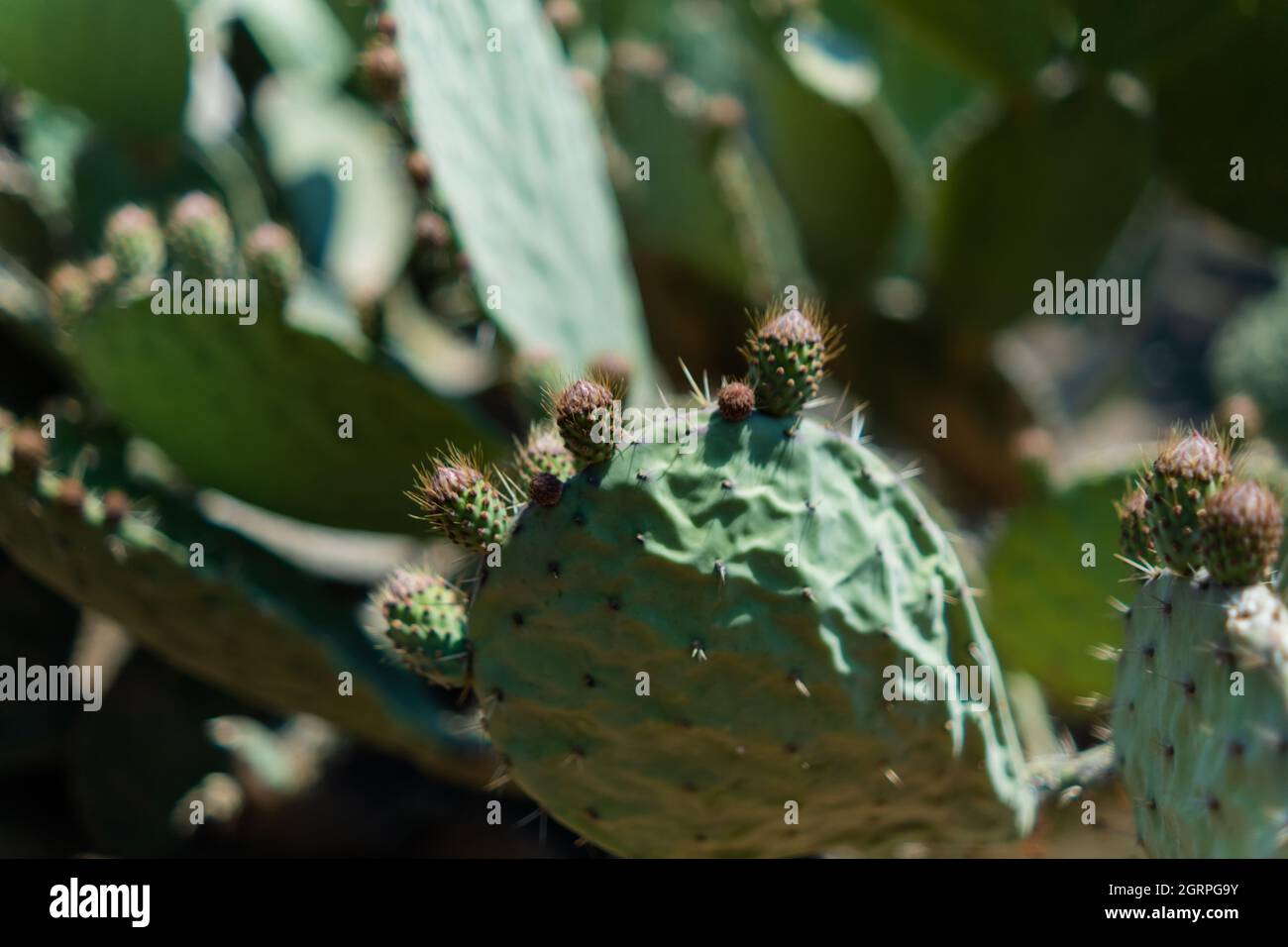 Bright sunlight on Mexican nopal plant with blurry background Stock ...